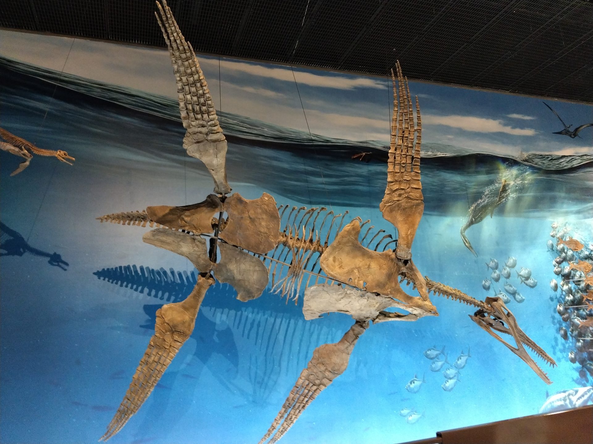 How Fossils Prove the Flood: A Closer Look at Earth’s Layers ...